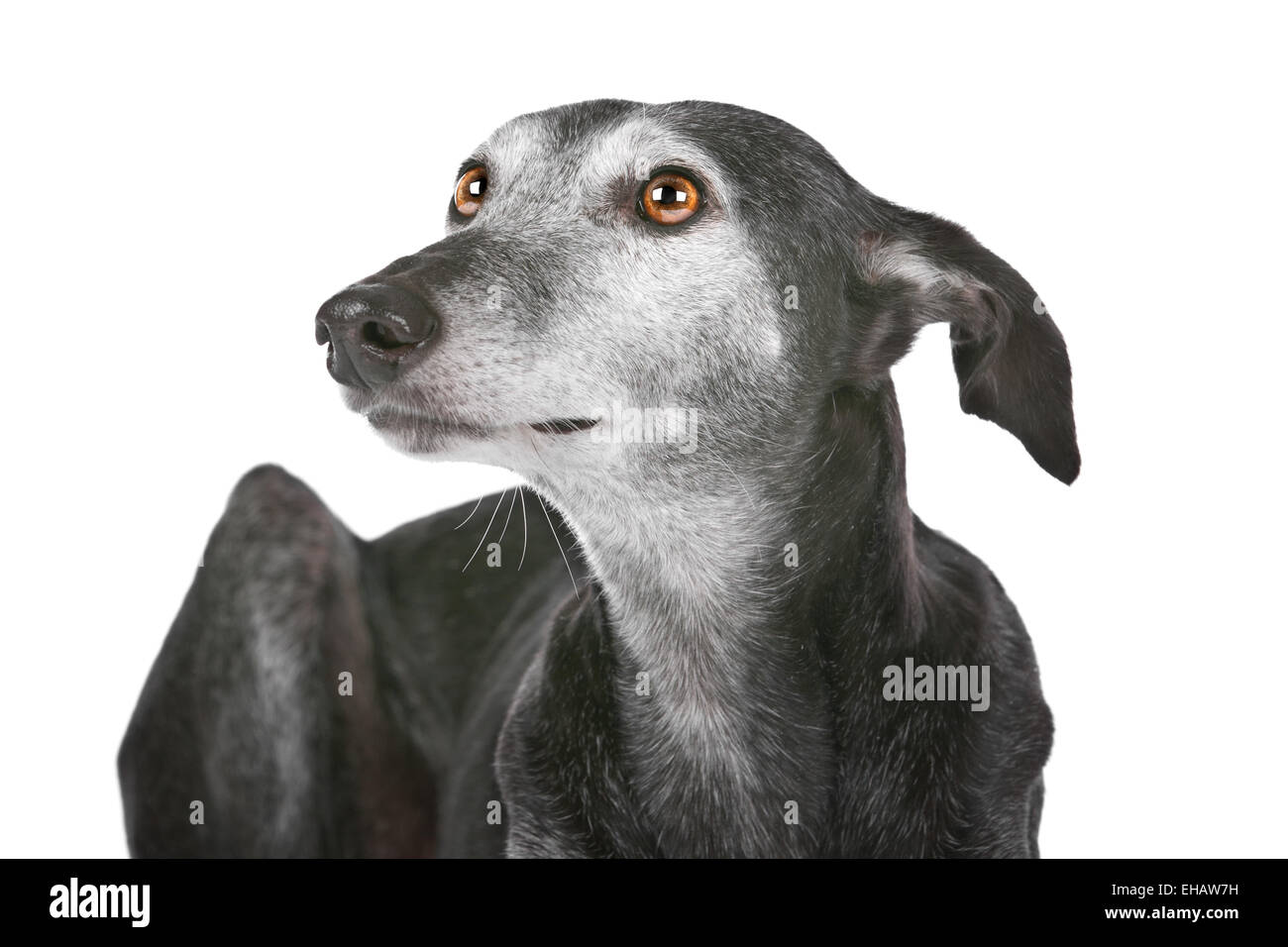 Old greyhound hi-res stock photography and images - Alamy
