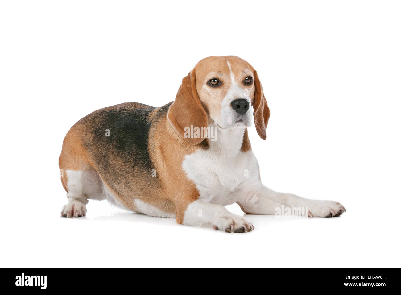 Brown beagle Cut Out Stock Images & Pictures - Alamy