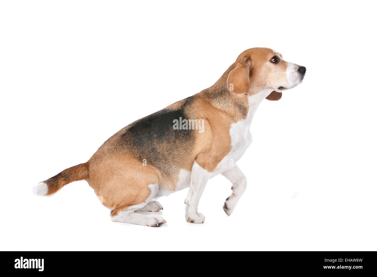 Brown beagle Cut Out Stock Images & Pictures - Alamy