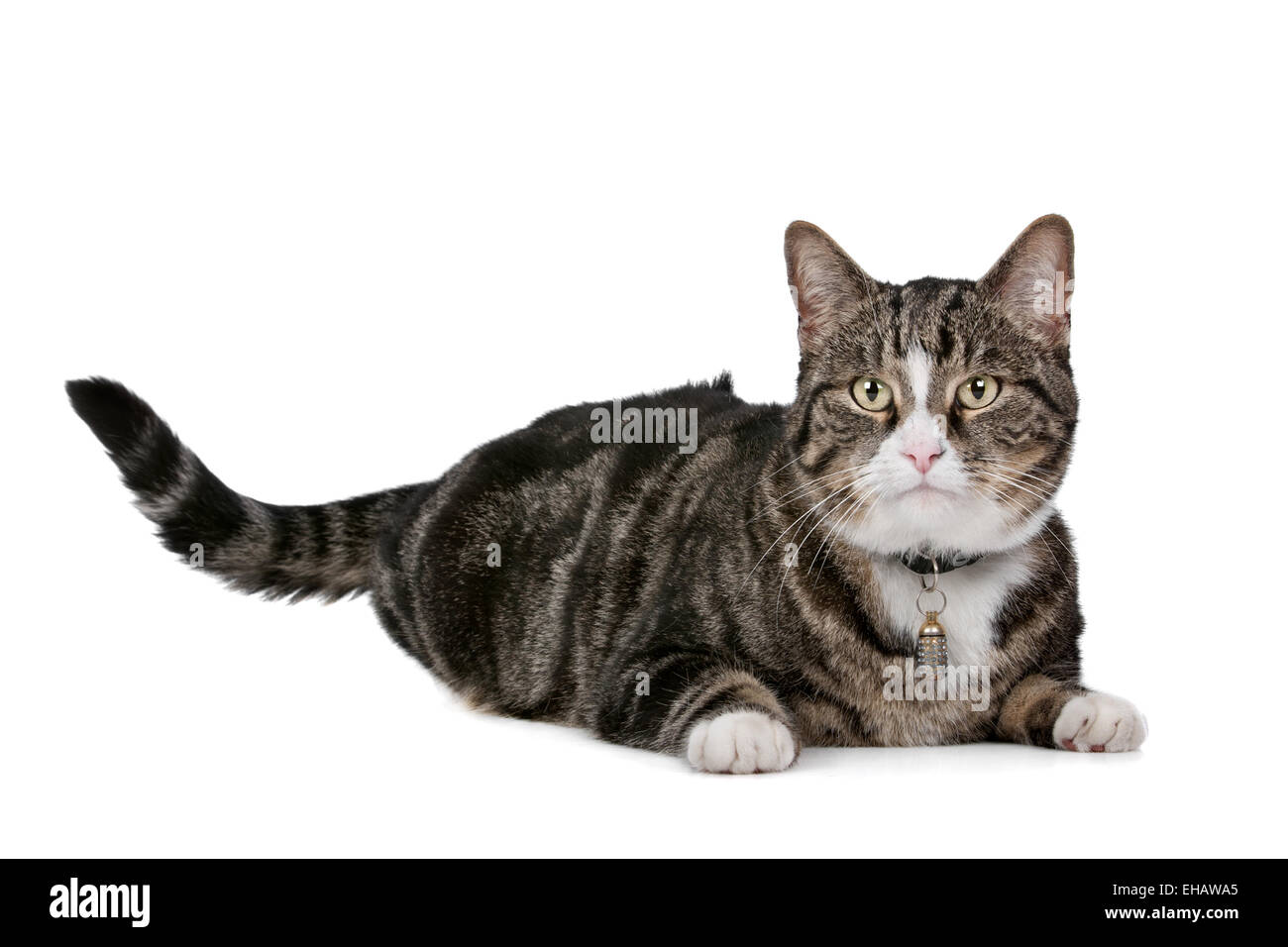 Cat Cut Out Stock Images & Pictures - Alamy