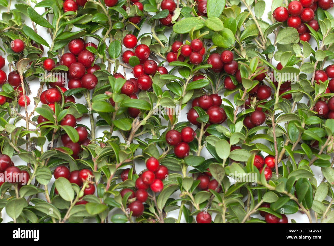 Cowberry by background Stock Photo - Alamy