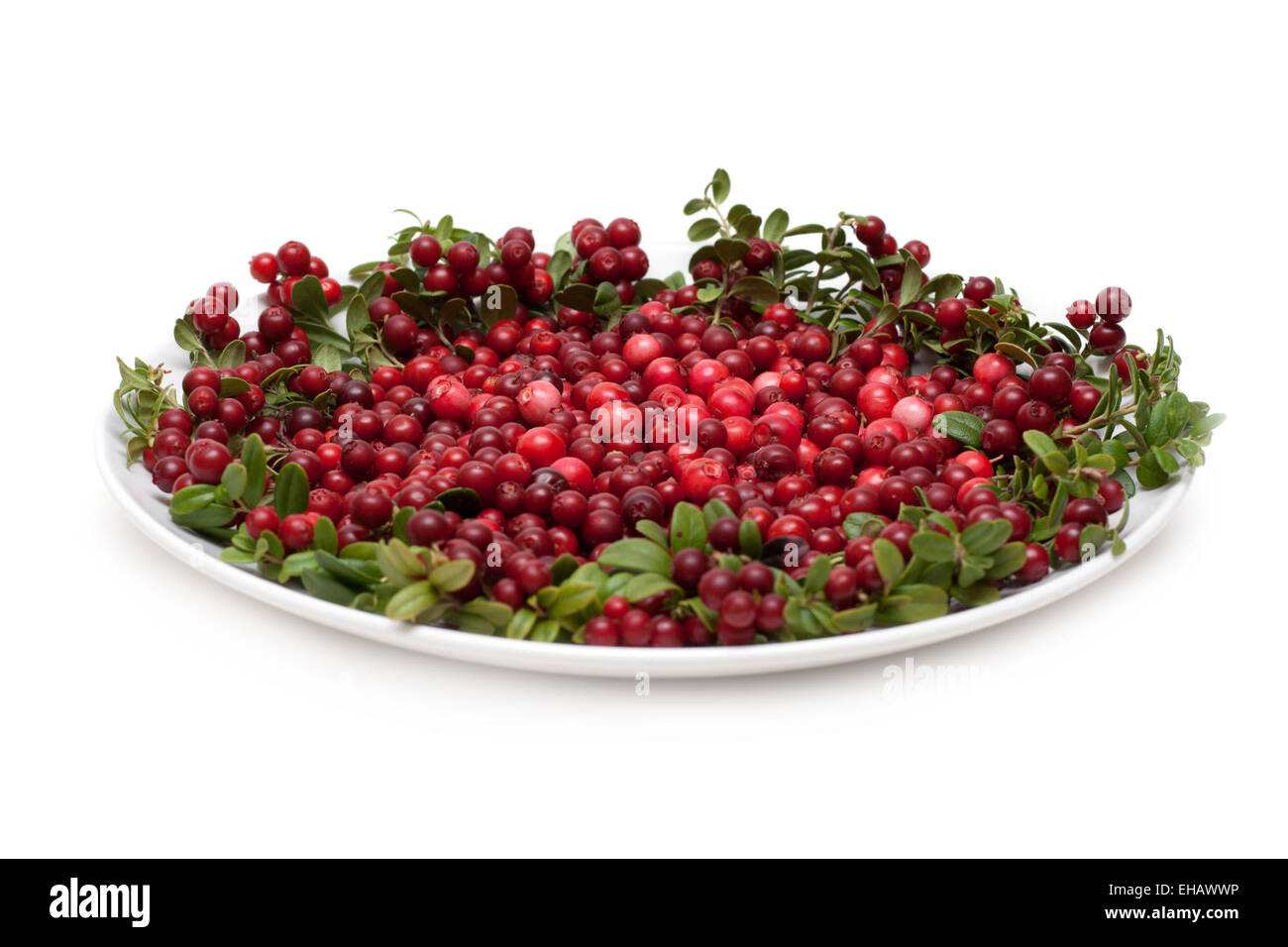 Red bilberry berry cowberry Cut Out Stock Images & Pictures - Alamy