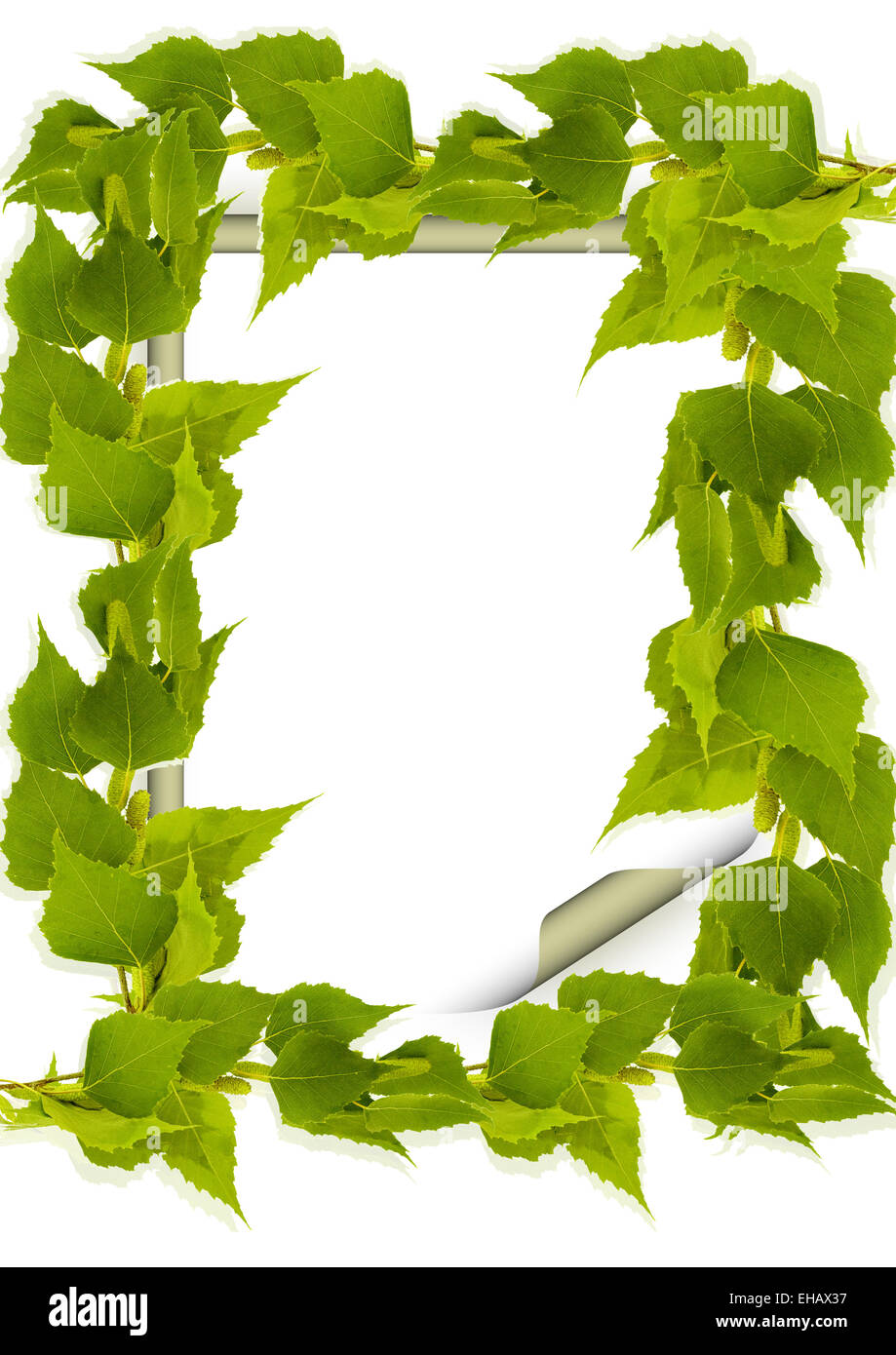 frame from birch branches Stock Photo - Alamy