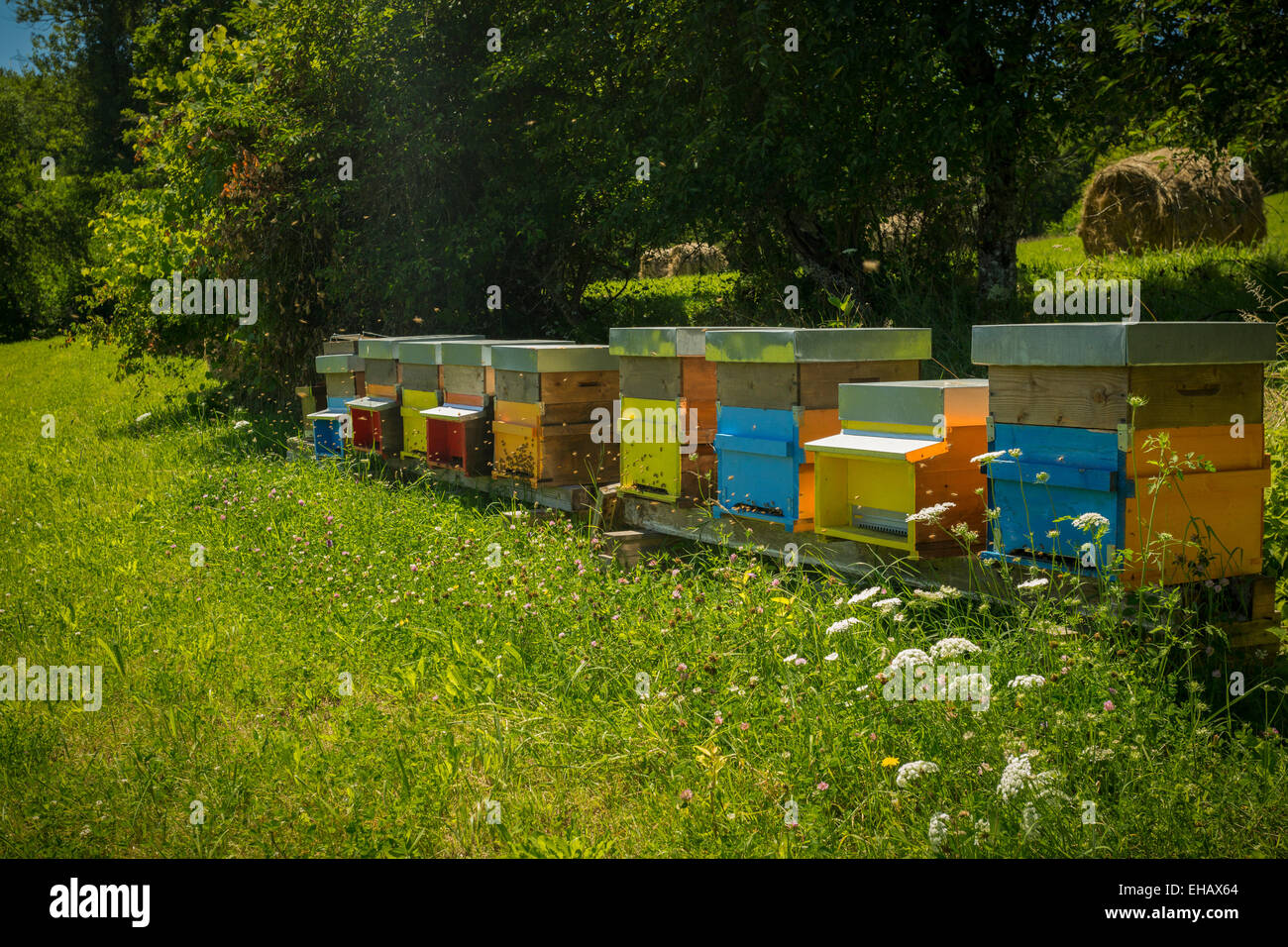Animal insect beehive apiary hi-res stock photography and images - Alamy
