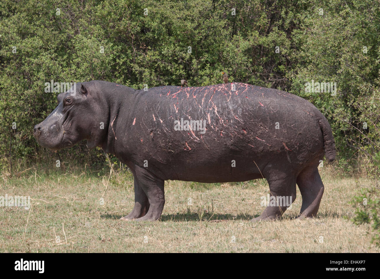 Wounded Hippo, due to fighting with other males Stock Photo - Alamy