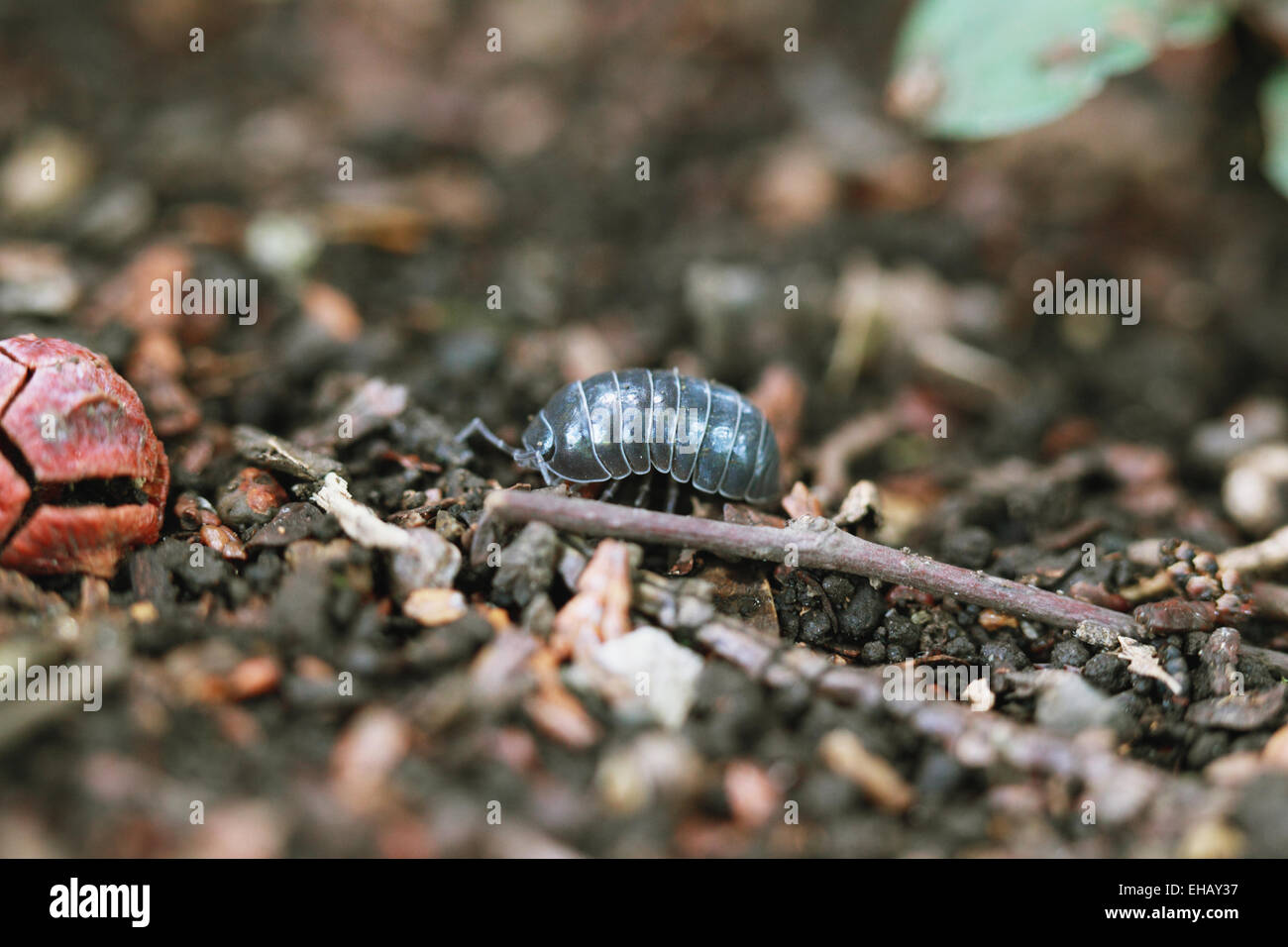 Insect on dirt Stock Photo - Alamy