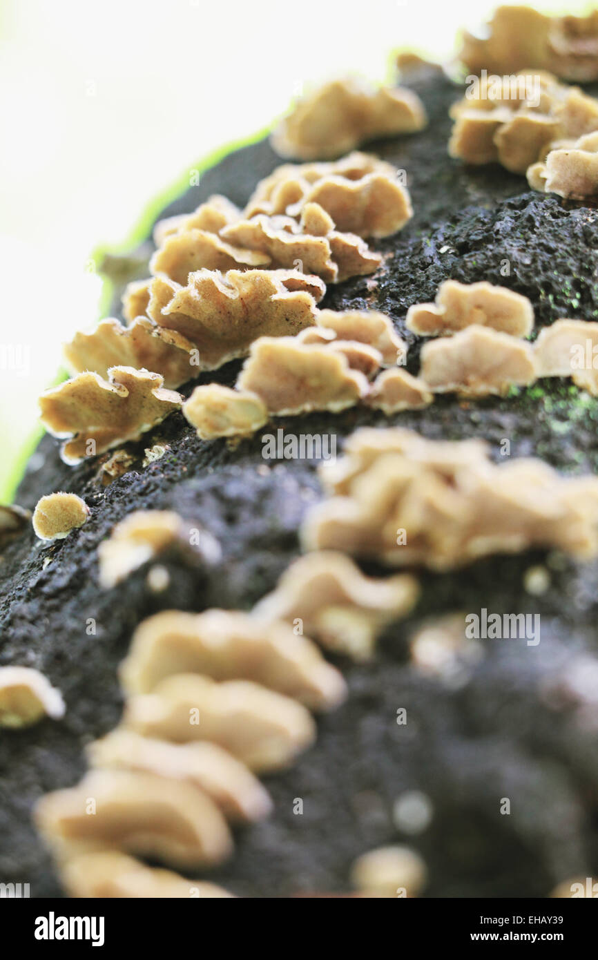 Oyster mushroom tree hi-res stock photography and images - Alamy