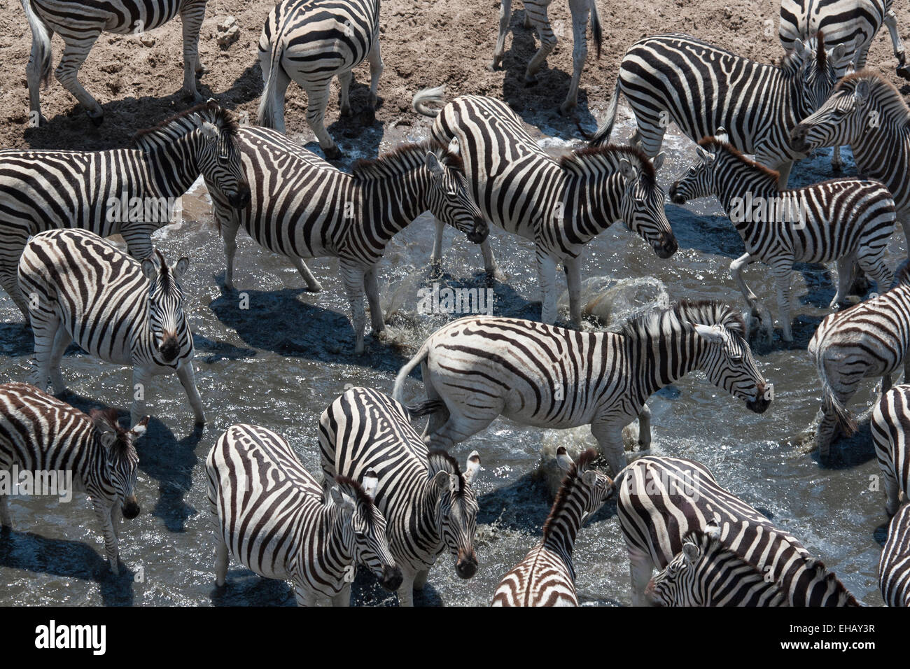 Many Zebras in a pool of water Stock Photo - Alamy