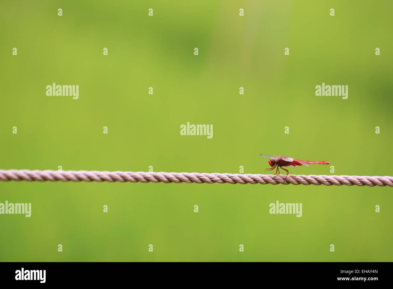 Dragonfly on red hi-res stock photography and images - Alamy