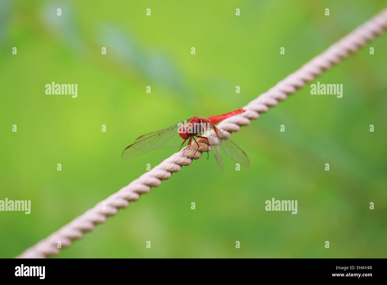 Red dragonfly on a rope Stock Photo - Alamy