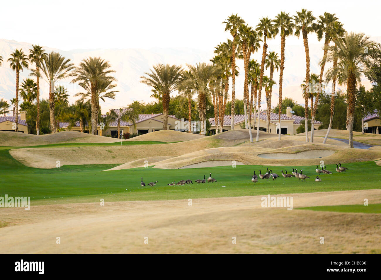Golf course on the grey goose Stock Photo - Alamy