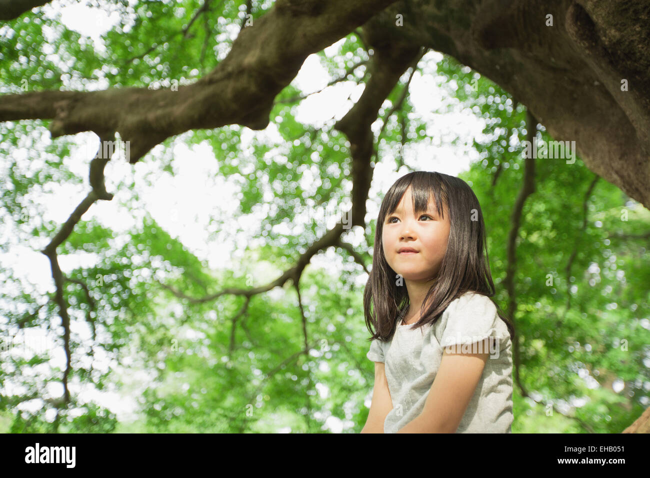 Japanese kid sitting on big tree in a park Stock Photo - Alamy