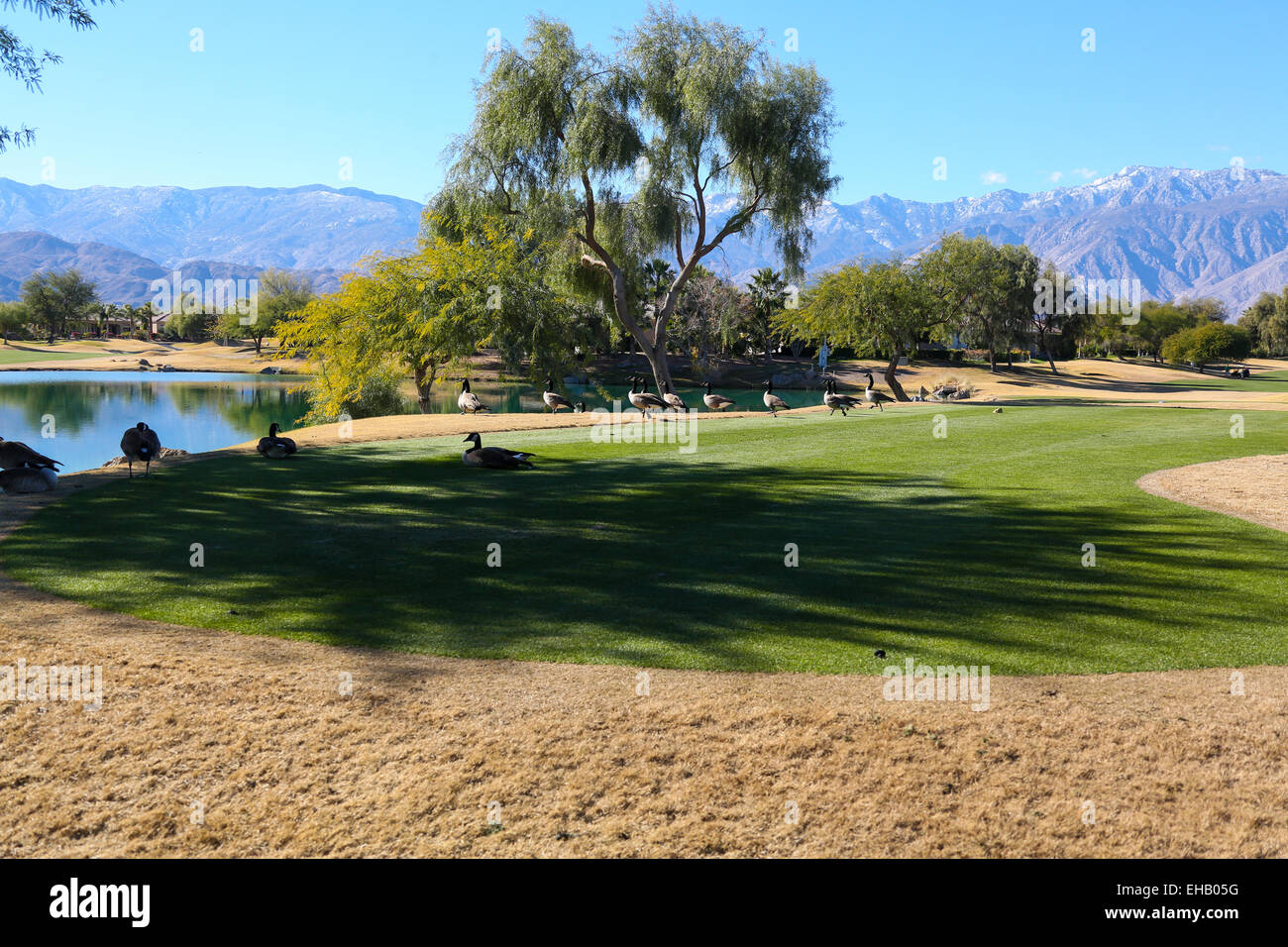 Golf course on the grey goose Stock Photo - Alamy