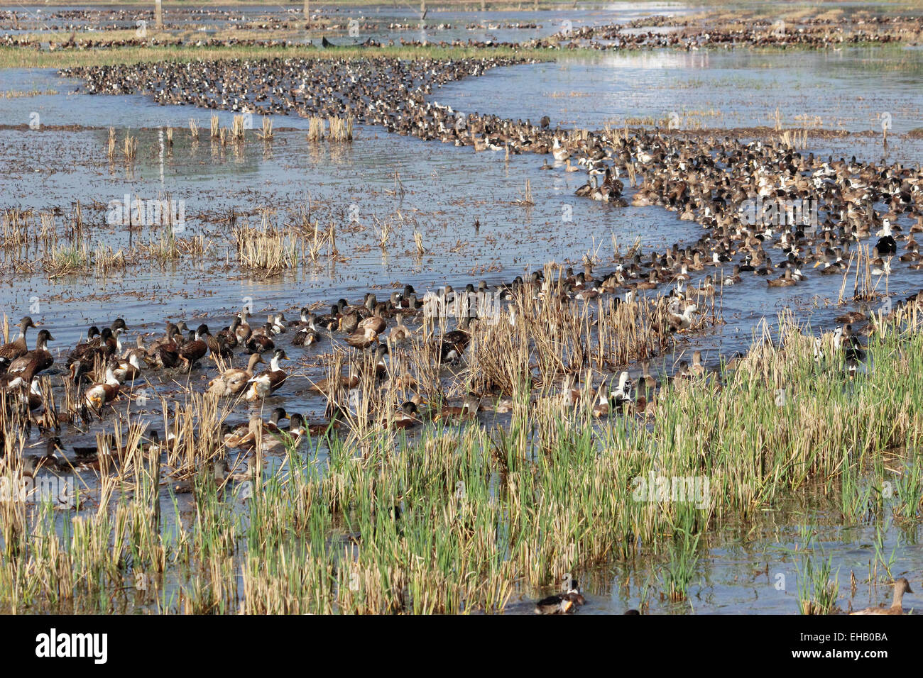 Migrating rowing duck hi-res stock photography and images - Alamy