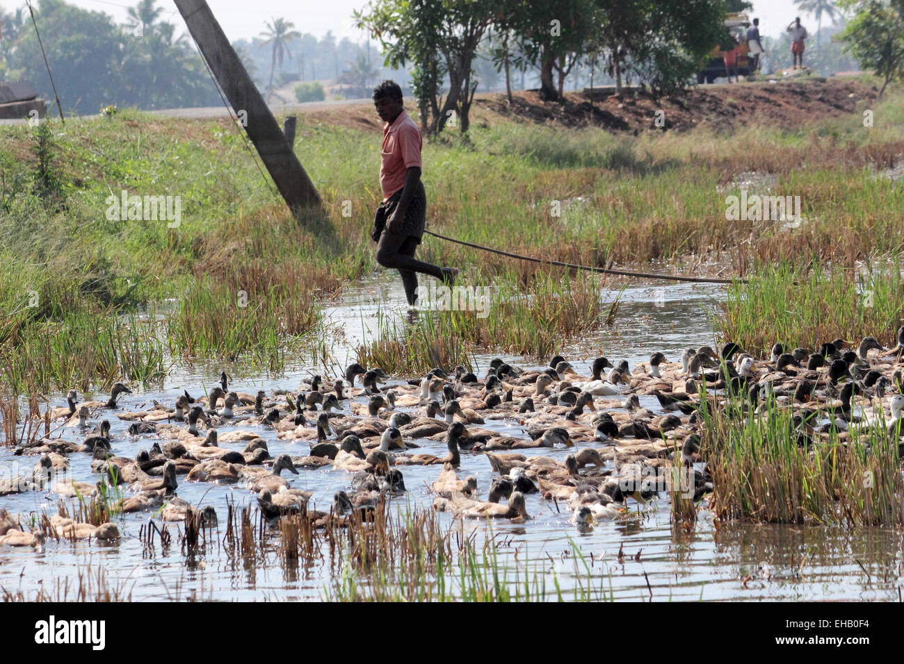 Kuttanad kerala hi-res stock photography and images - Alamy