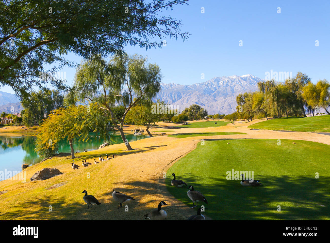 Golf course on the grey goose Stock Photo - Alamy