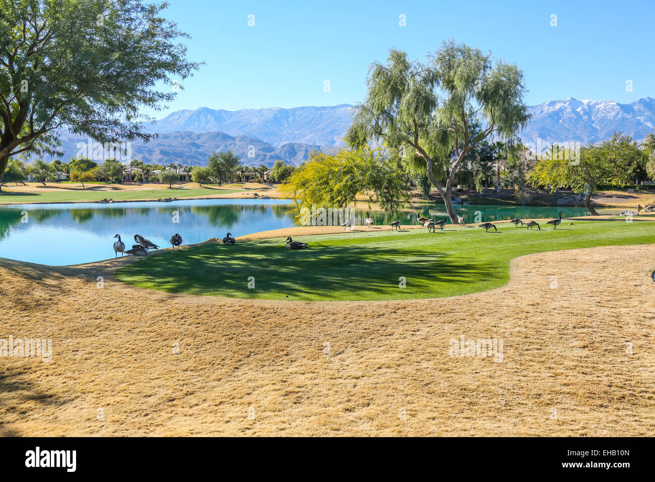 Golf course on the grey goose Stock Photo - Alamy