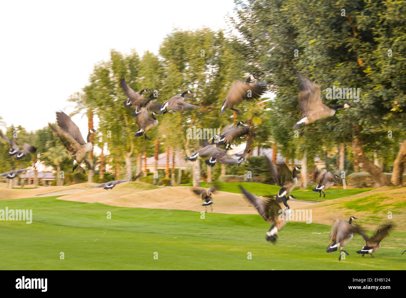 Golf course on the grey goose Stock Photo - Alamy