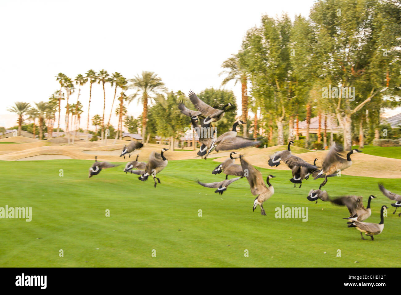 Golf course on the grey goose Stock Photo - Alamy