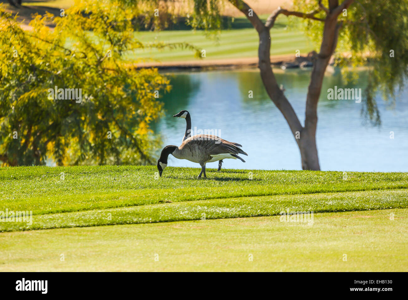 Golf course on the grey goose Stock Photo - Alamy