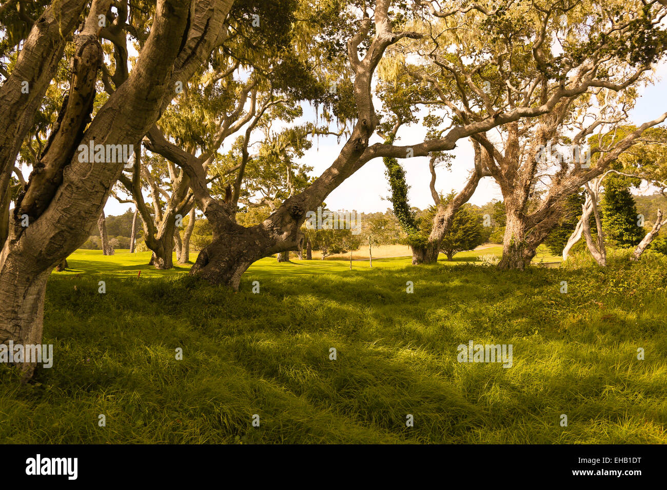 USA Monterey Golf Course Stock Photo - Alamy