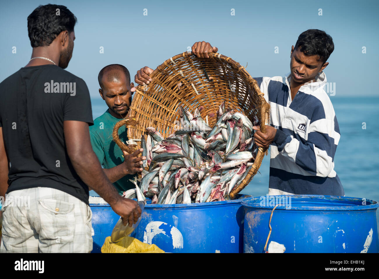 fish processing on the beach at the fish market in Negombo, Sri Lanka ...