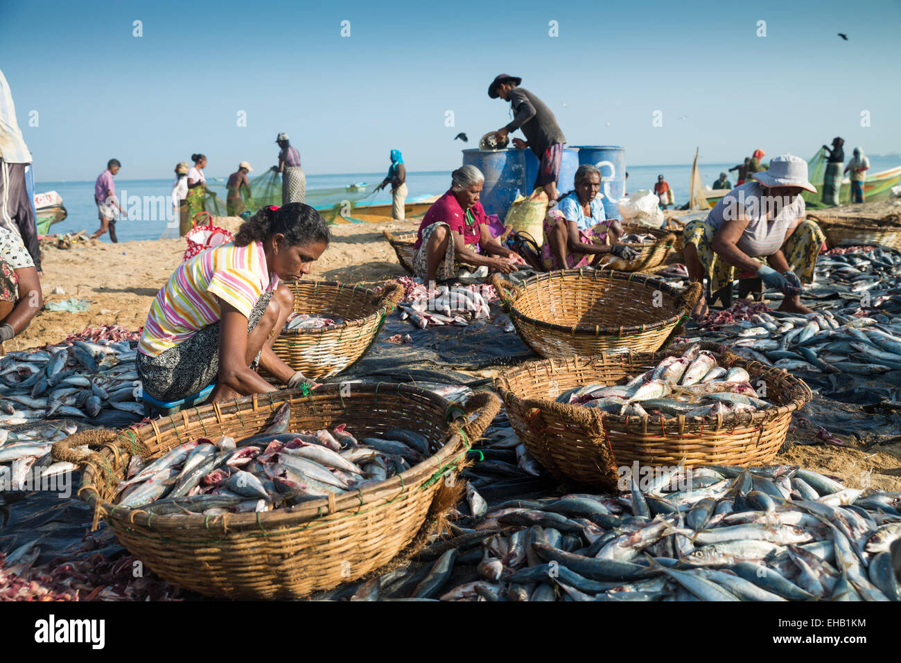 fish processing on the beach at the fish market in Negombo, Sri Lanka ...