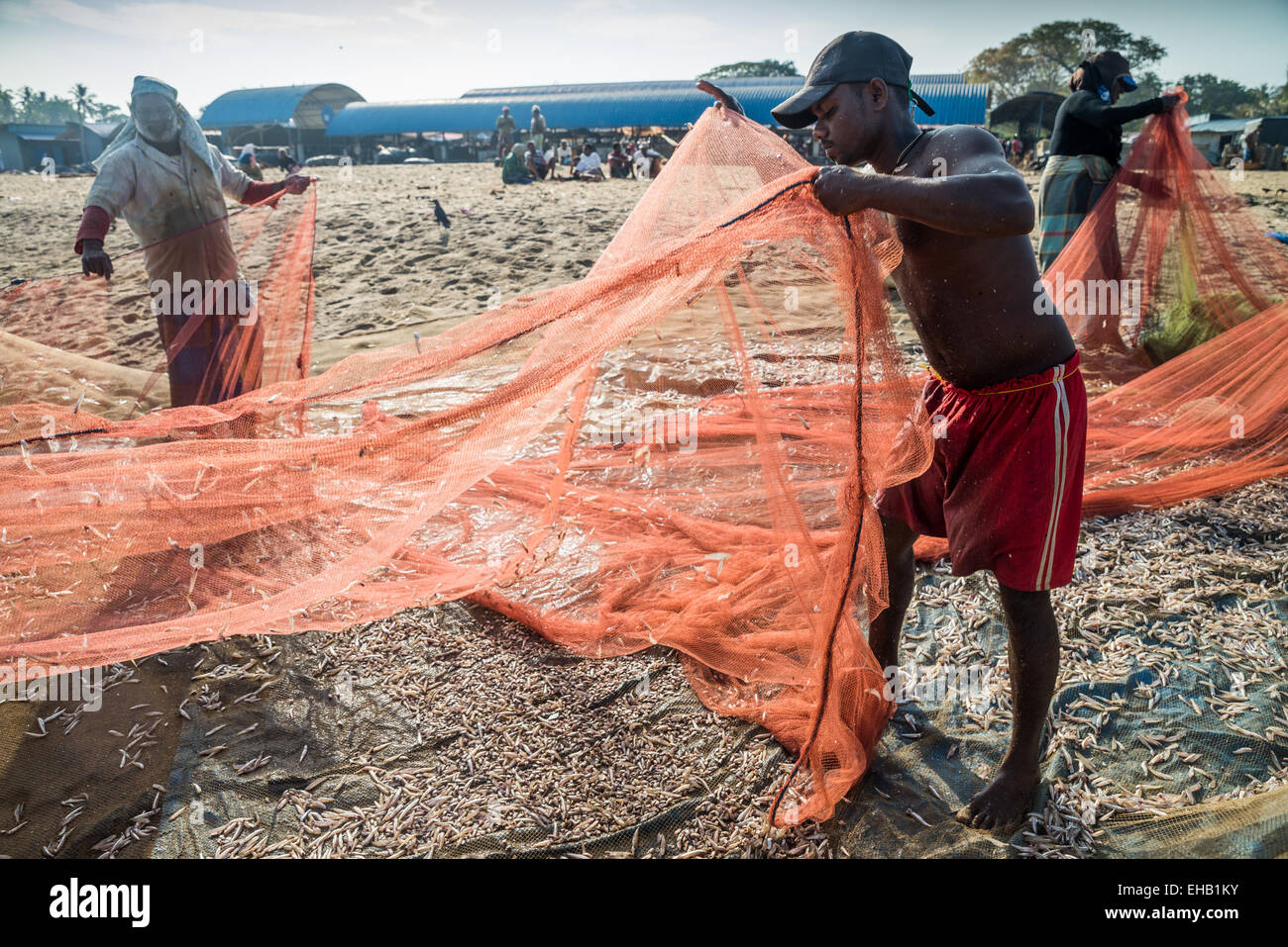 Removing fish from nets on beach, Negombo, Sri Lanka Stock Photo - Alamy