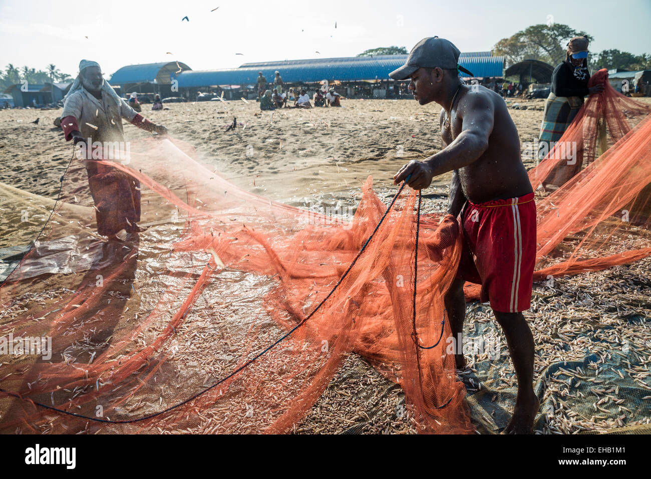 Removing fish from nets on beach, Negombo, Sri Lanka Stock Photo - Alamy