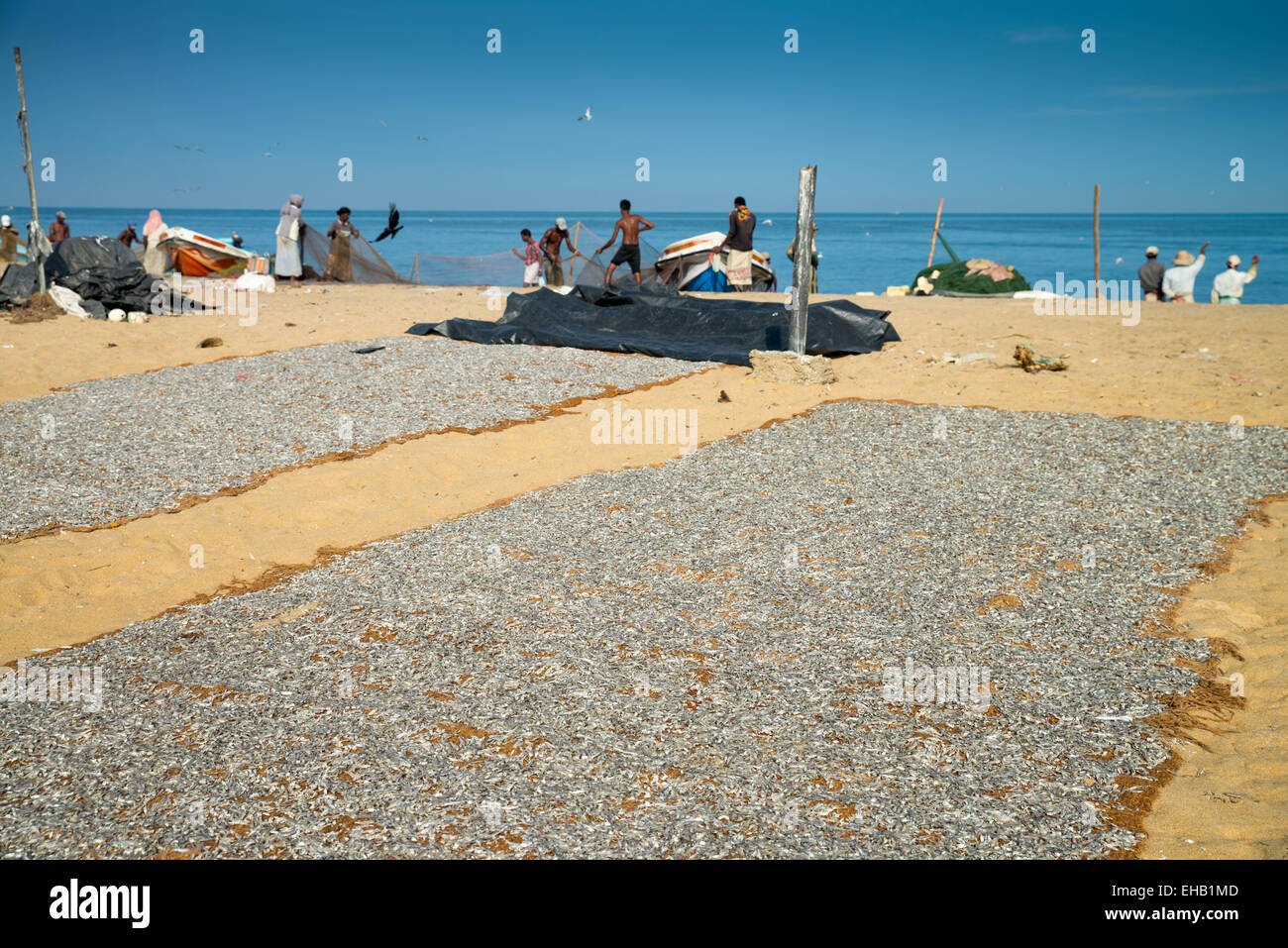 Fish catch to drying in the sun Negombo market, Sri Lanka, Asia Stock ...