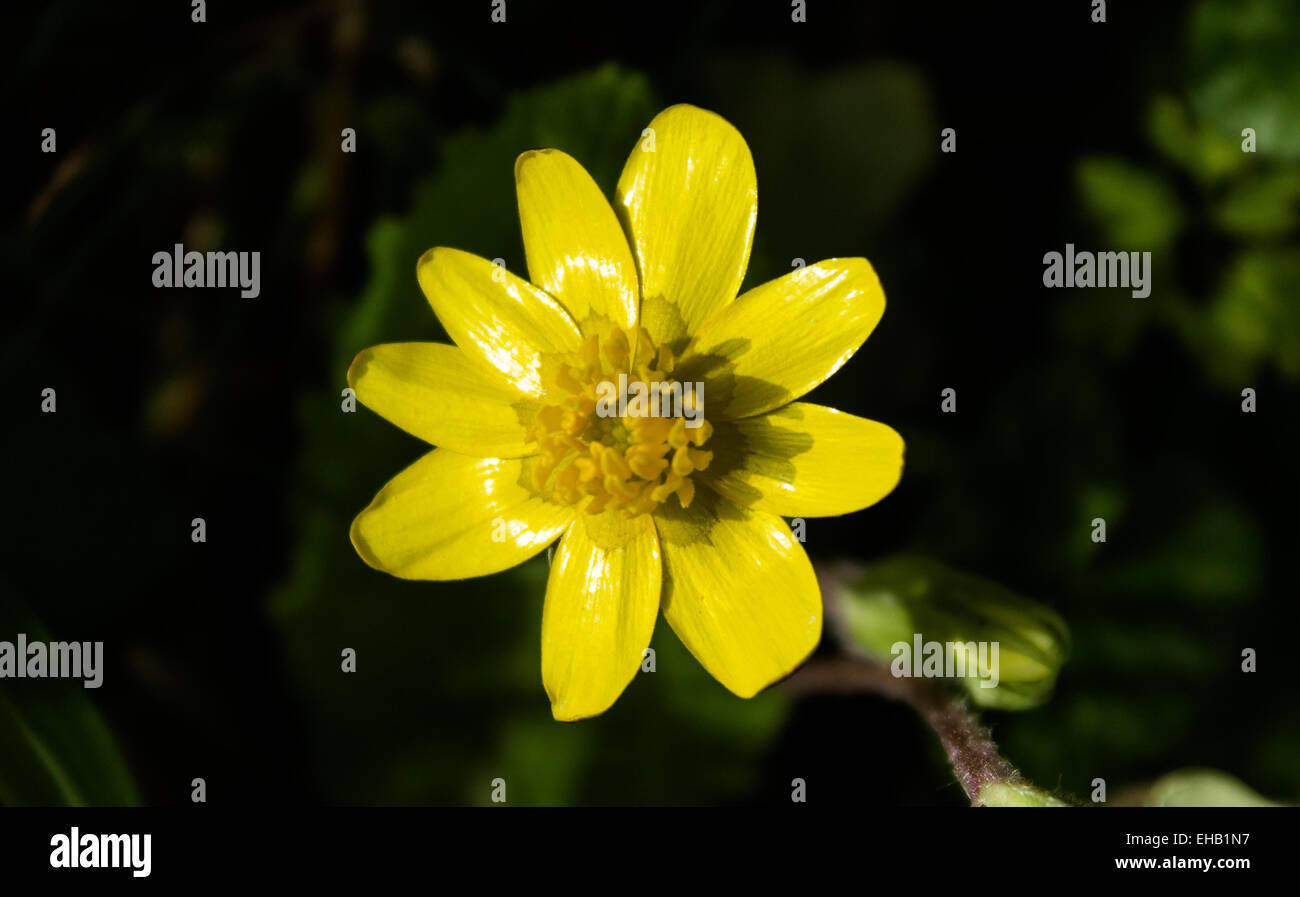 Celandine, Lesser Celandine, Ranunculus ficaria Stock Photo - Alamy