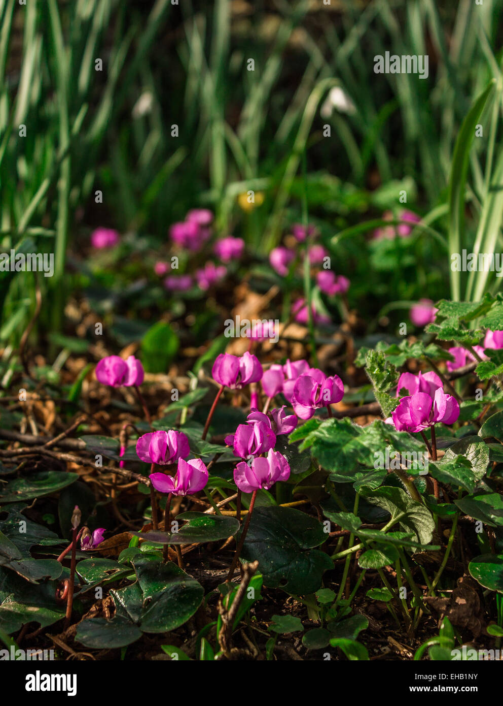 Cyclamen in flower Stock Photo - Alamy