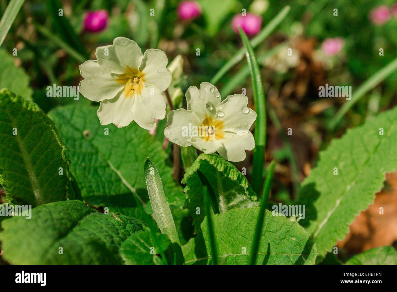Wild primroses uk hi-res stock photography and images - Alamy