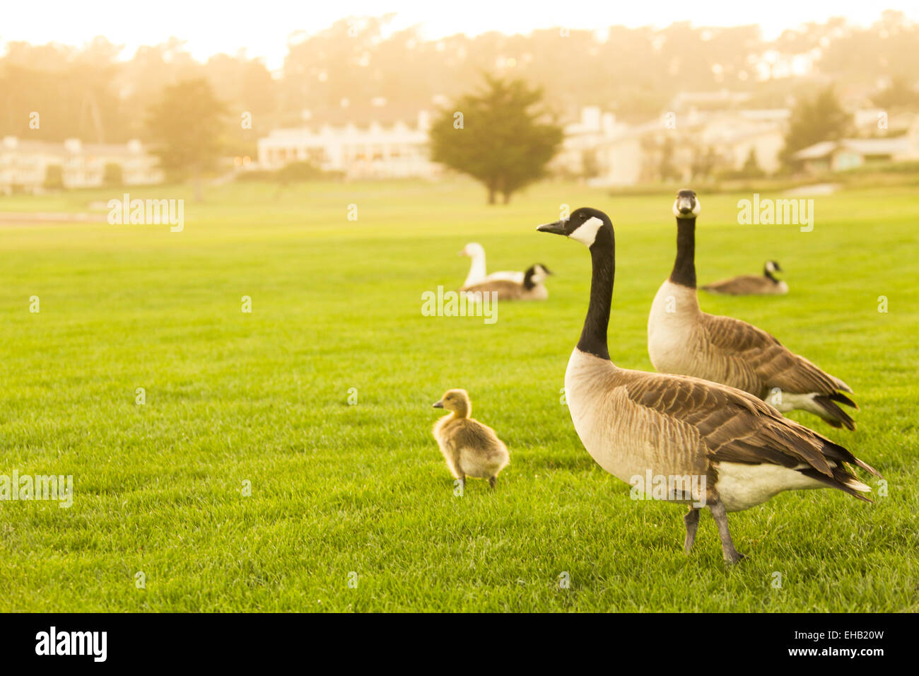 Bird house golf course hi-res stock photography and images - Alamy