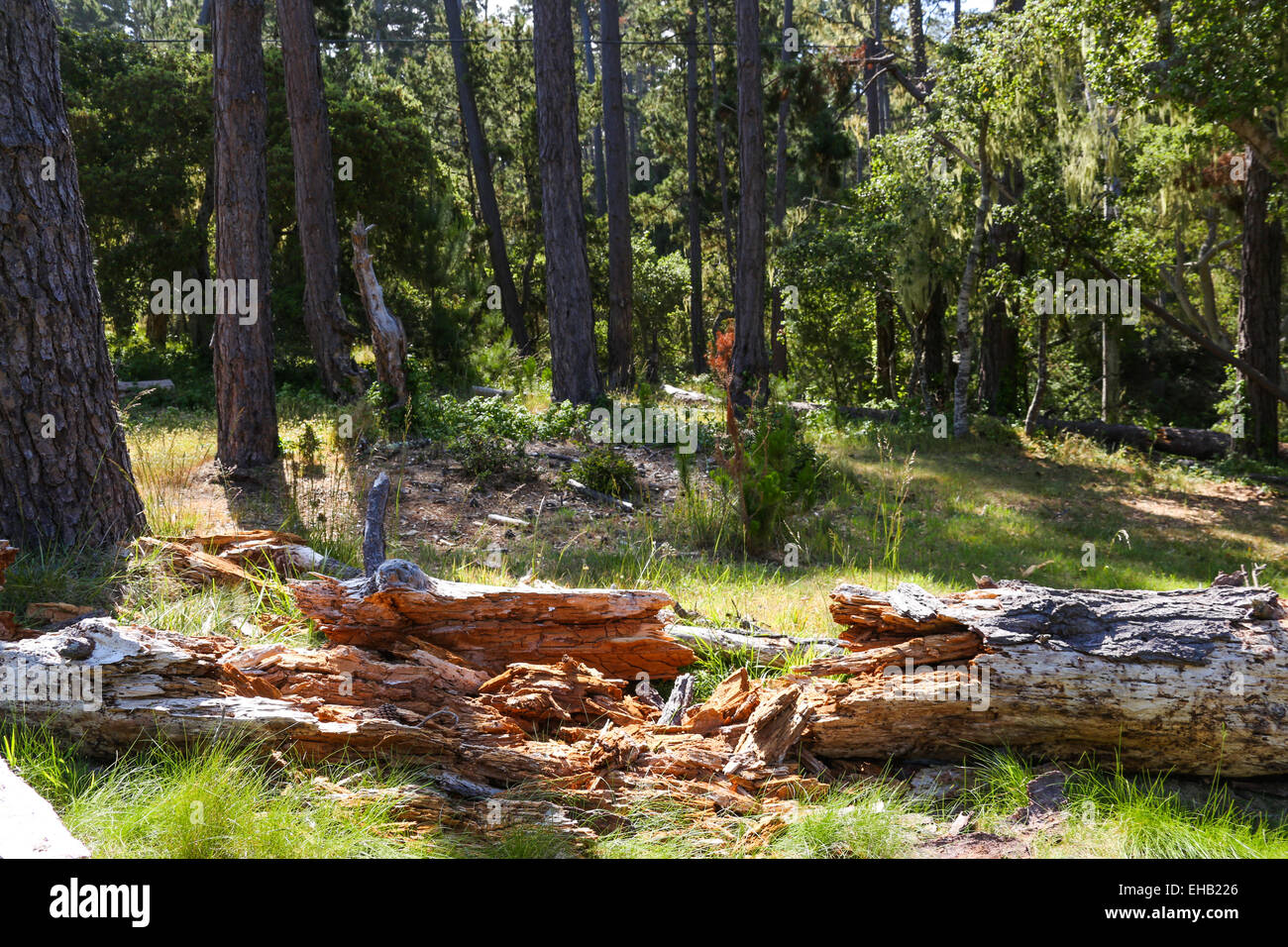 The trees damaged Stock Photo - Alamy