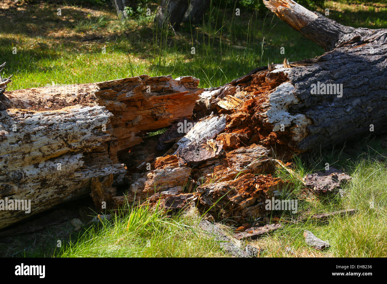 The trees damaged Stock Photo - Alamy