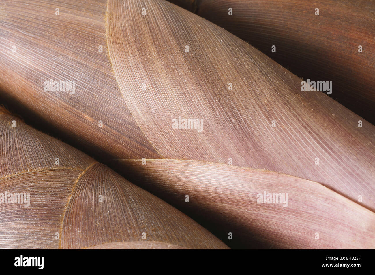 Edible sprout hi-res stock photography and images - Alamy