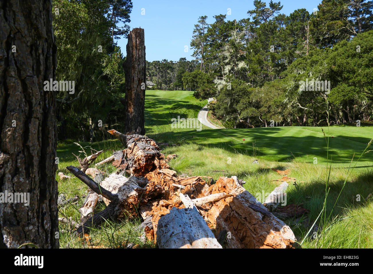 The trees damaged Stock Photo - Alamy