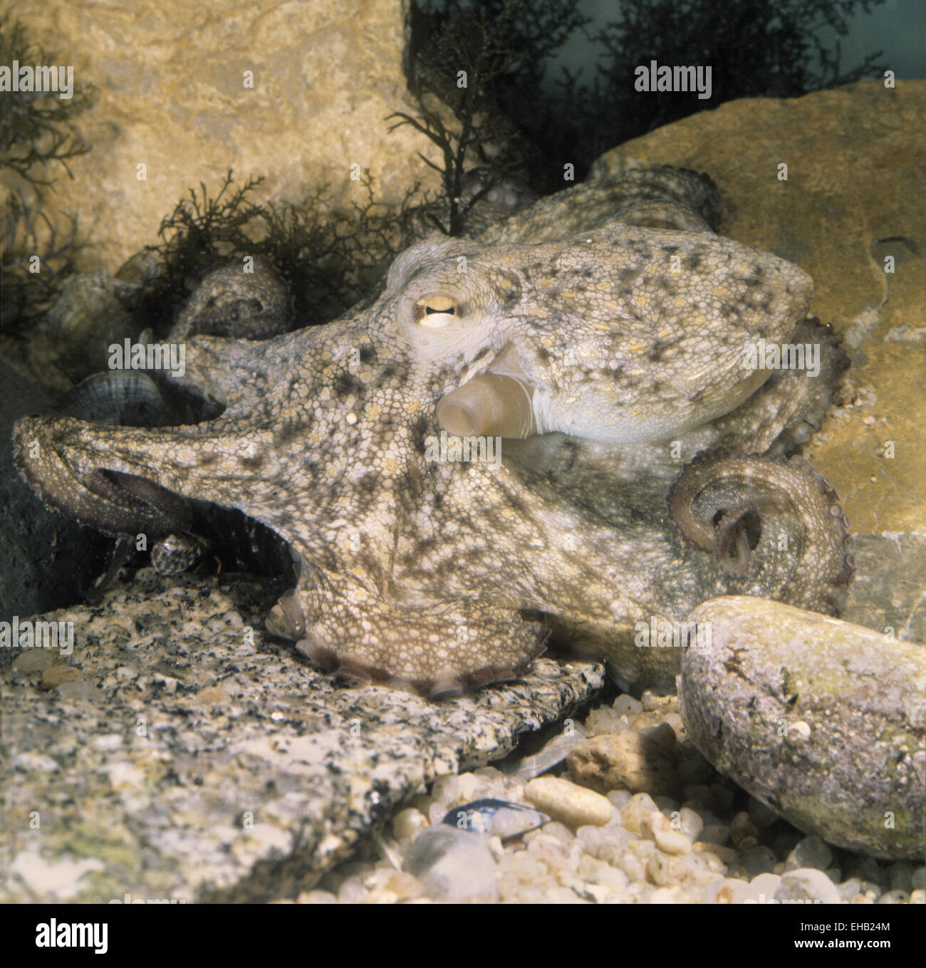 Octupus vulgaris hi-res stock photography and images - Alamy