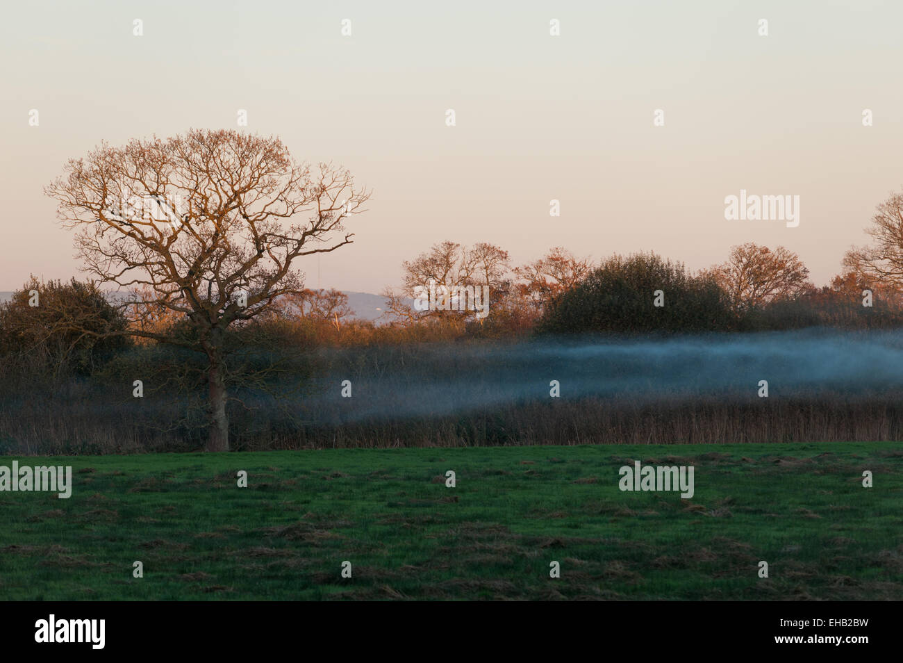 Shapwick Heath Nature Reserve, Somerset Stock Photo - Alamy
