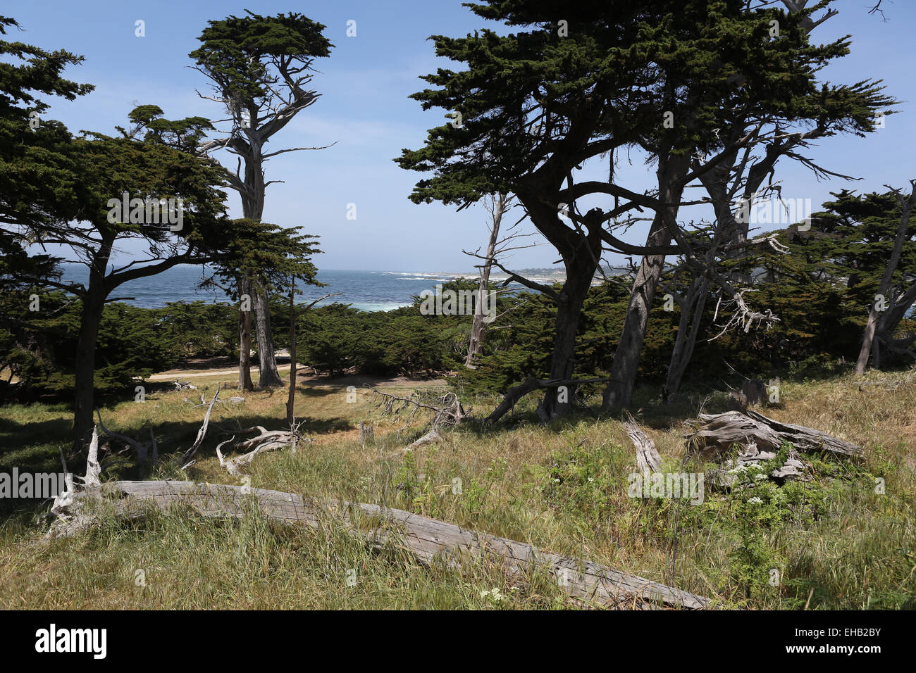 Coastal forest conservation hi-res stock photography and images - Alamy