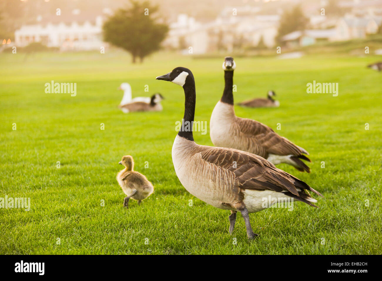 The greylag goose on the golf course Stock Photo - Alamy