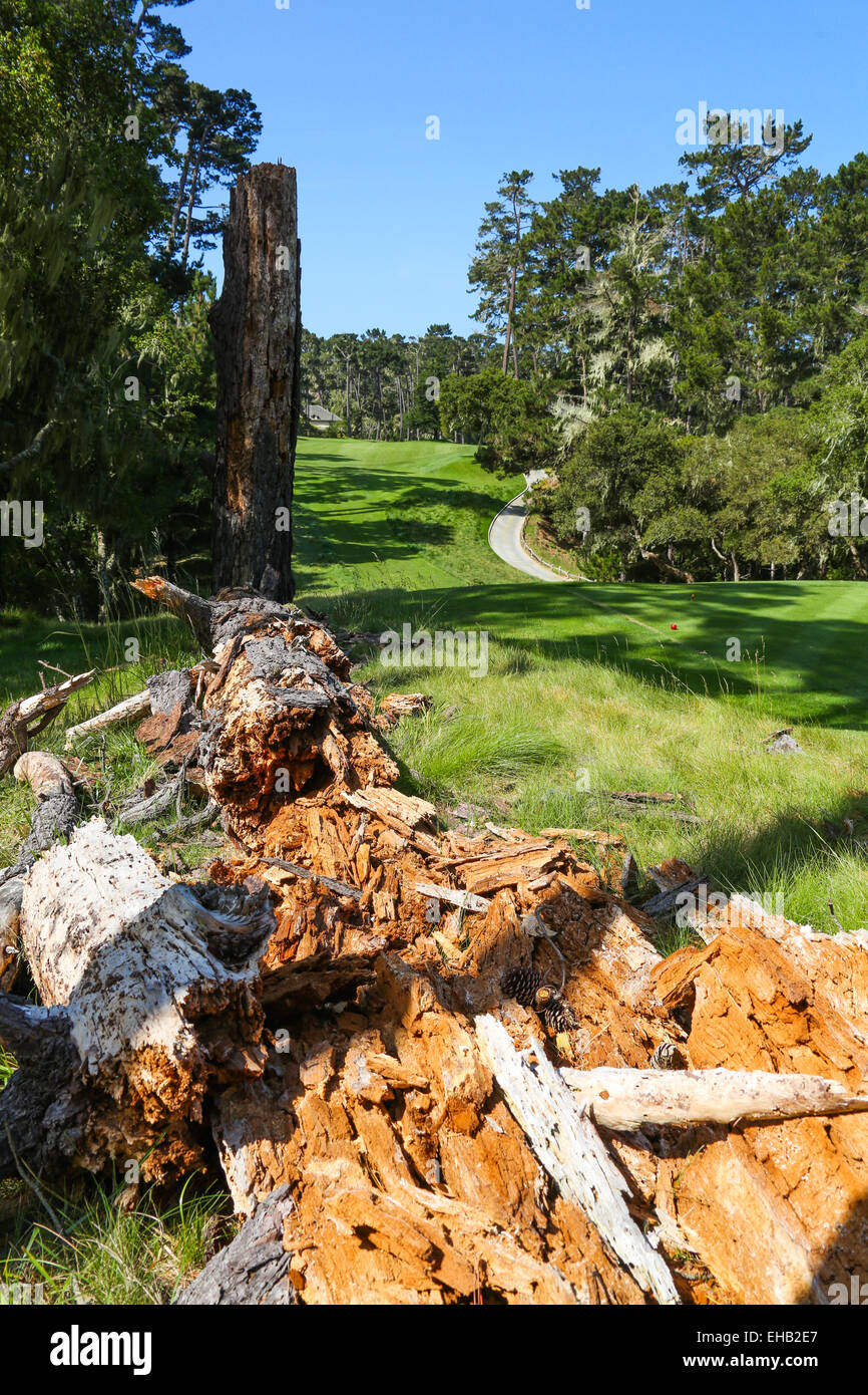 The trees damaged Stock Photo - Alamy