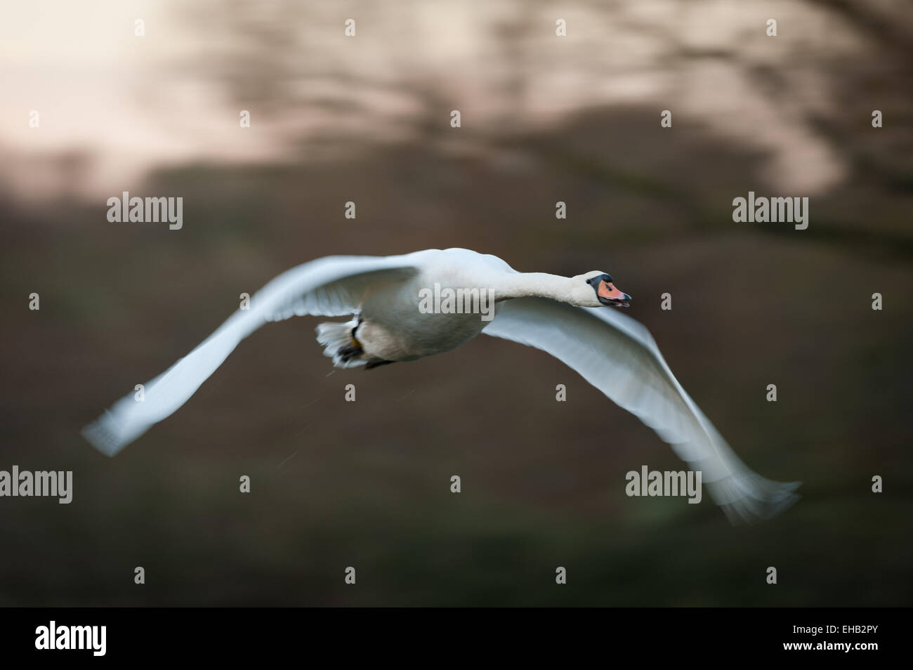 Shapwick Heath Nature Reserve, Somerset Stock Photo - Alamy
