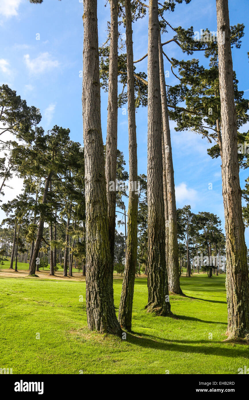 Golf course trees Stock Photo - Alamy