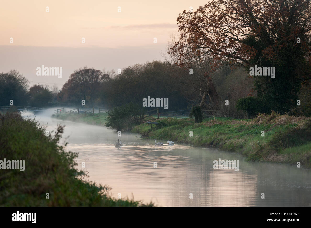 Shapwick Heath Nature Reserve, Somerset Stock Photo - Alamy