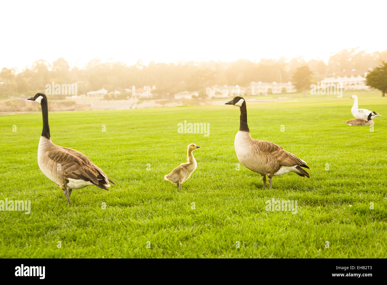 The greylag goose on the golf course Stock Photo - Alamy