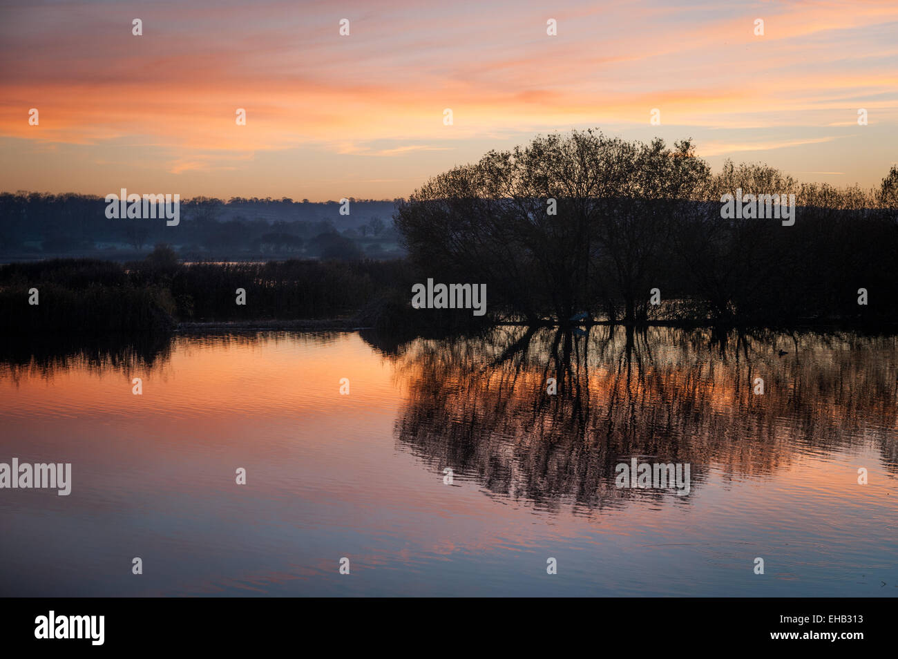 Shapwick Heath Nature Reserve, Somerset Stock Photo - Alamy