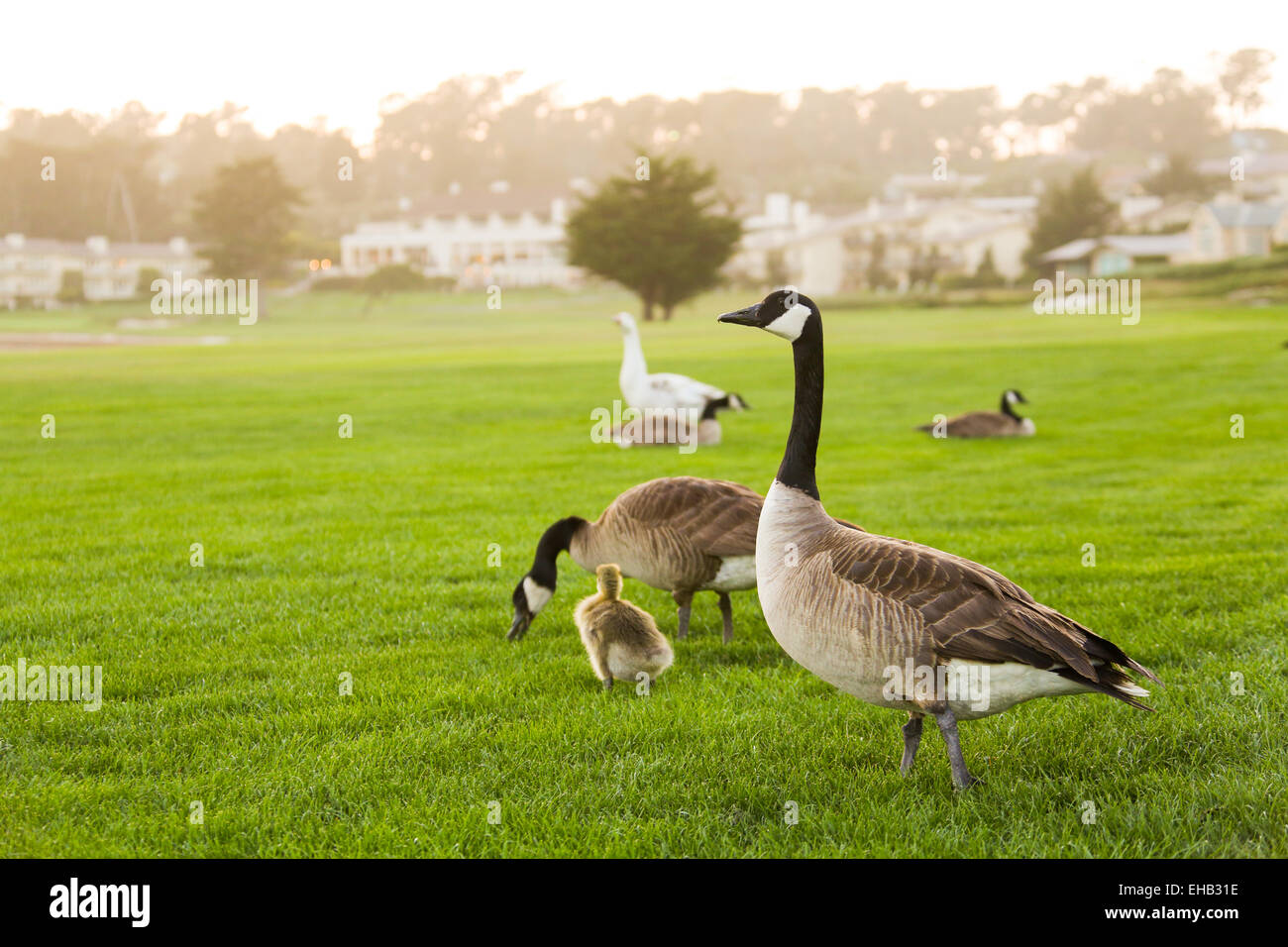 The greylag goose on the golf course Stock Photo - Alamy