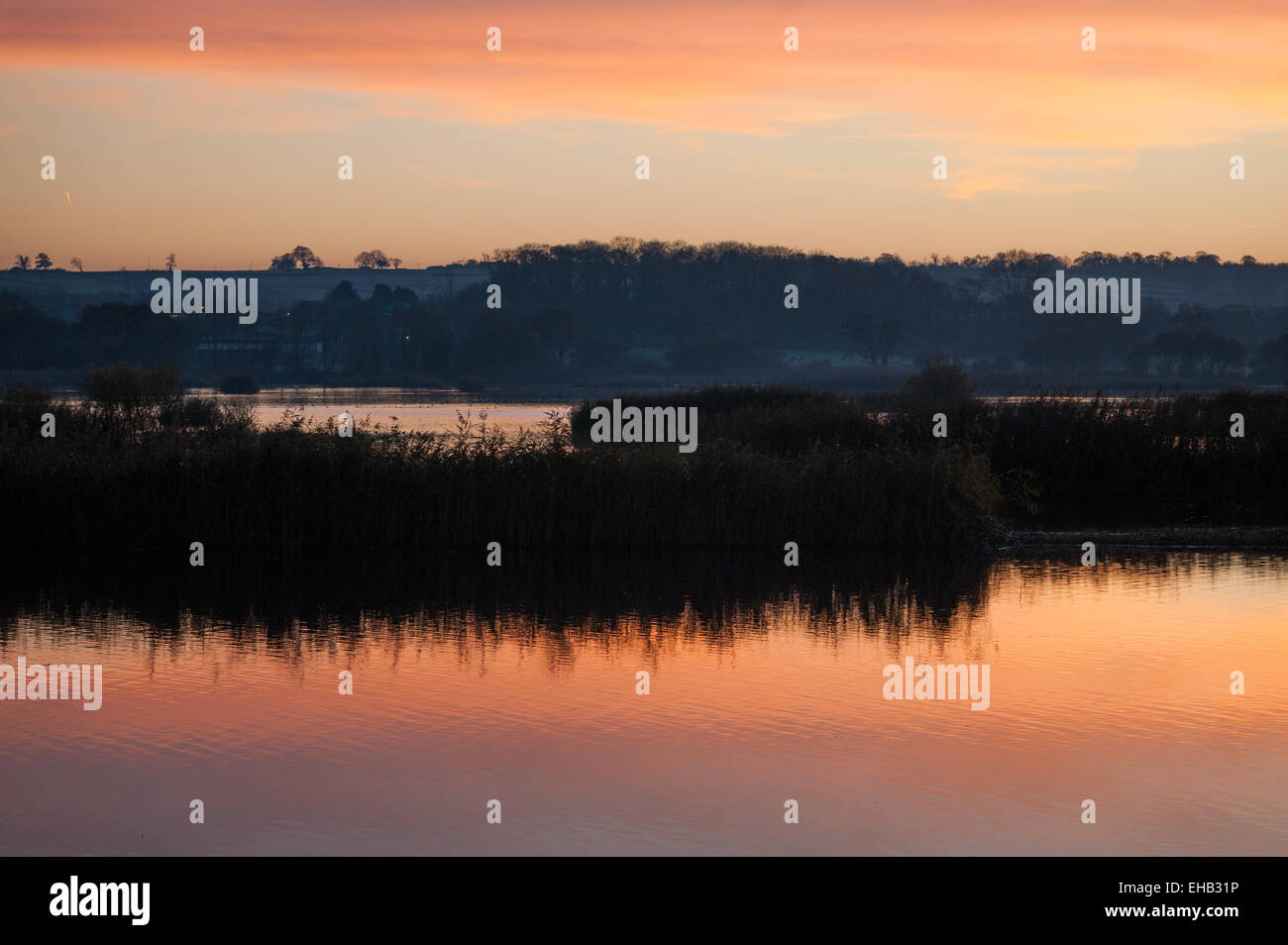 Shapwick Heath Nature Reserve, Somerset Stock Photo - Alamy